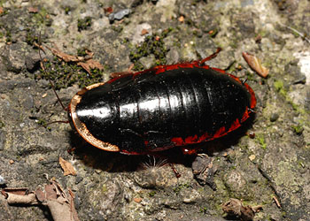 蜚蠊目 Blattaria 蓝色动物学（中国动物学科普）